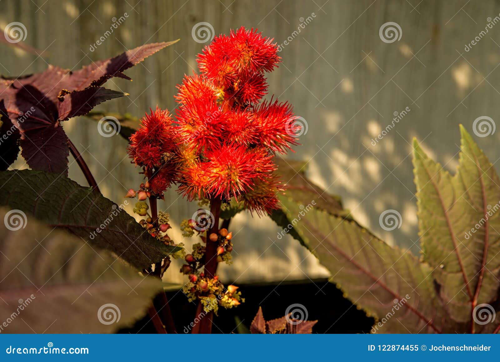 Castor-oil Plant with Flower Stock Image - Image of euphorbiaceae ...