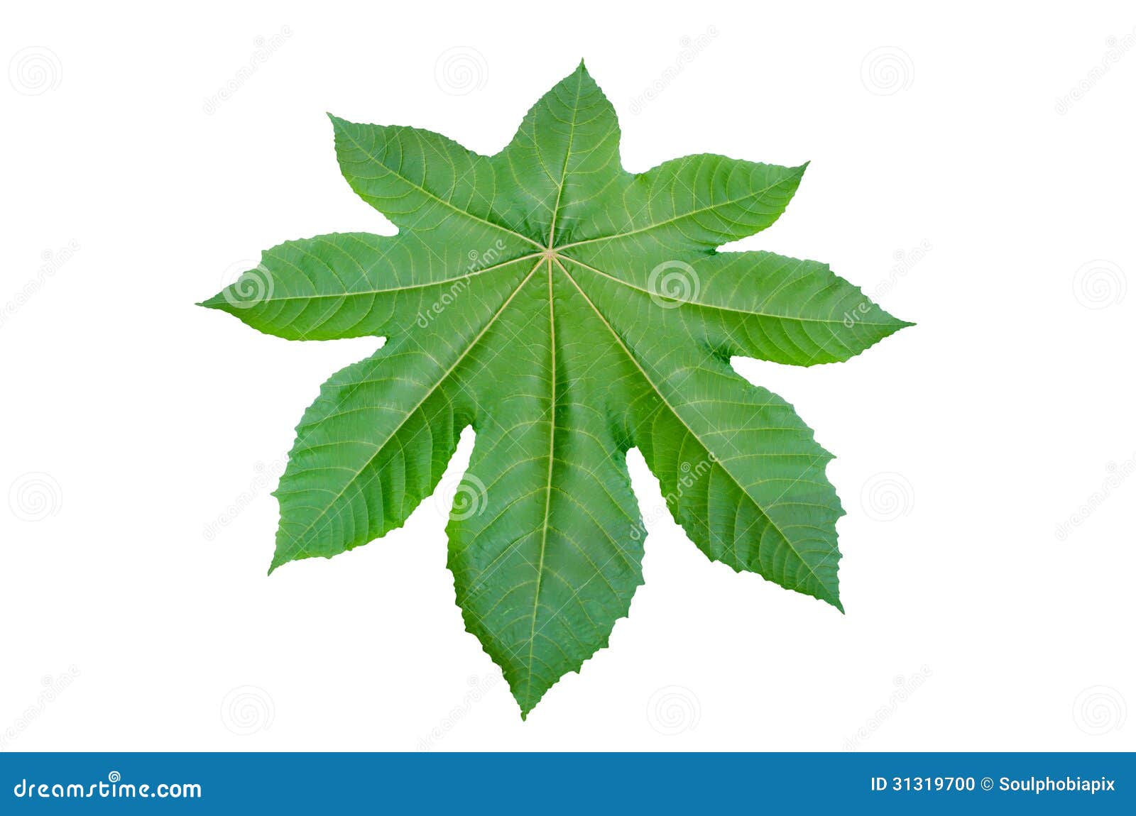 Castor oil plant stock photo. Image of garden, gardening - 31319700