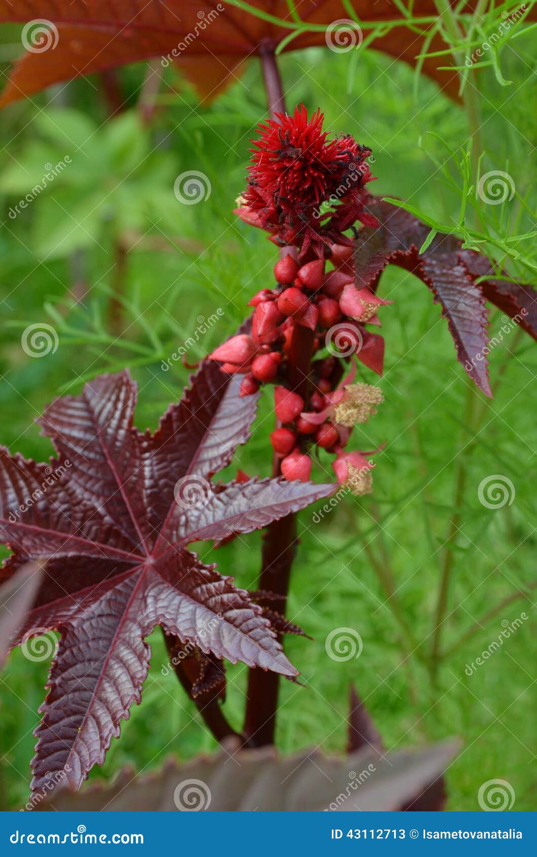 Cinus Stock Photos - Free & Royalty-Free Stock Photos from Dreamstime