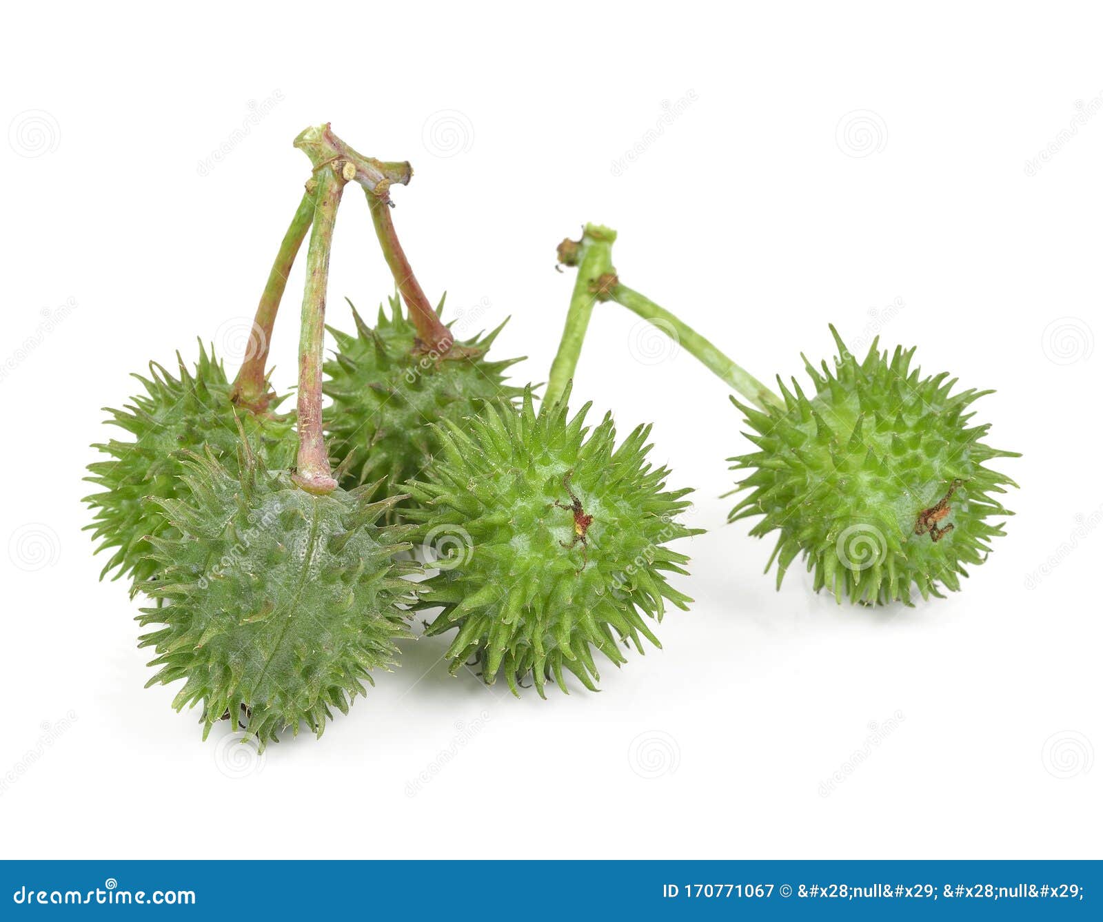 Castor Oil Plant on White Background. Stock Image - Image of white ...