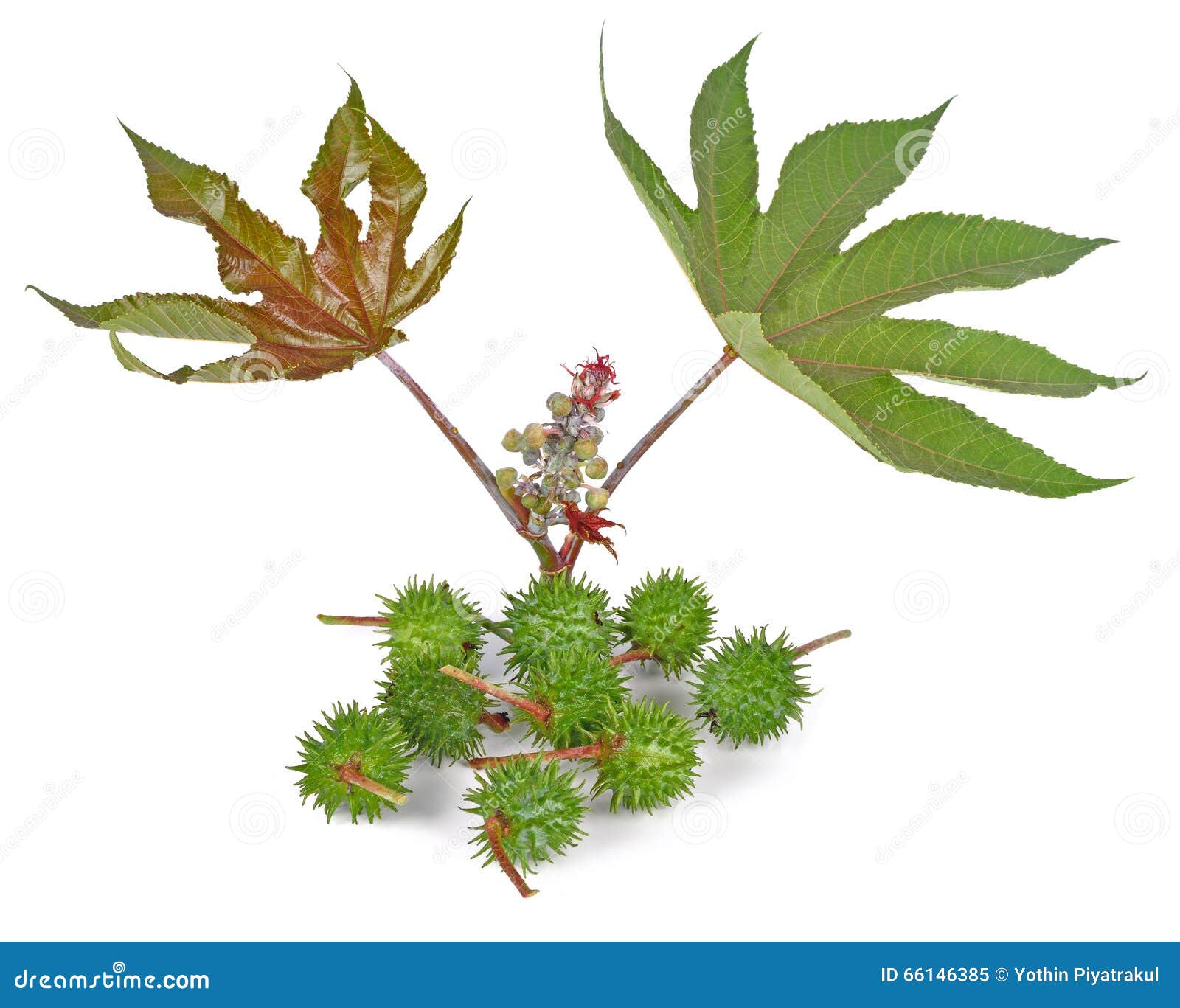 Castor Oil Plant on White Background. Stock Image - Image of cooking ...