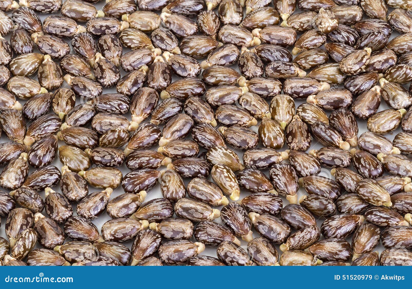 Castor Oil Seeds-ricinus Communis Stock Image - Image of castor ...