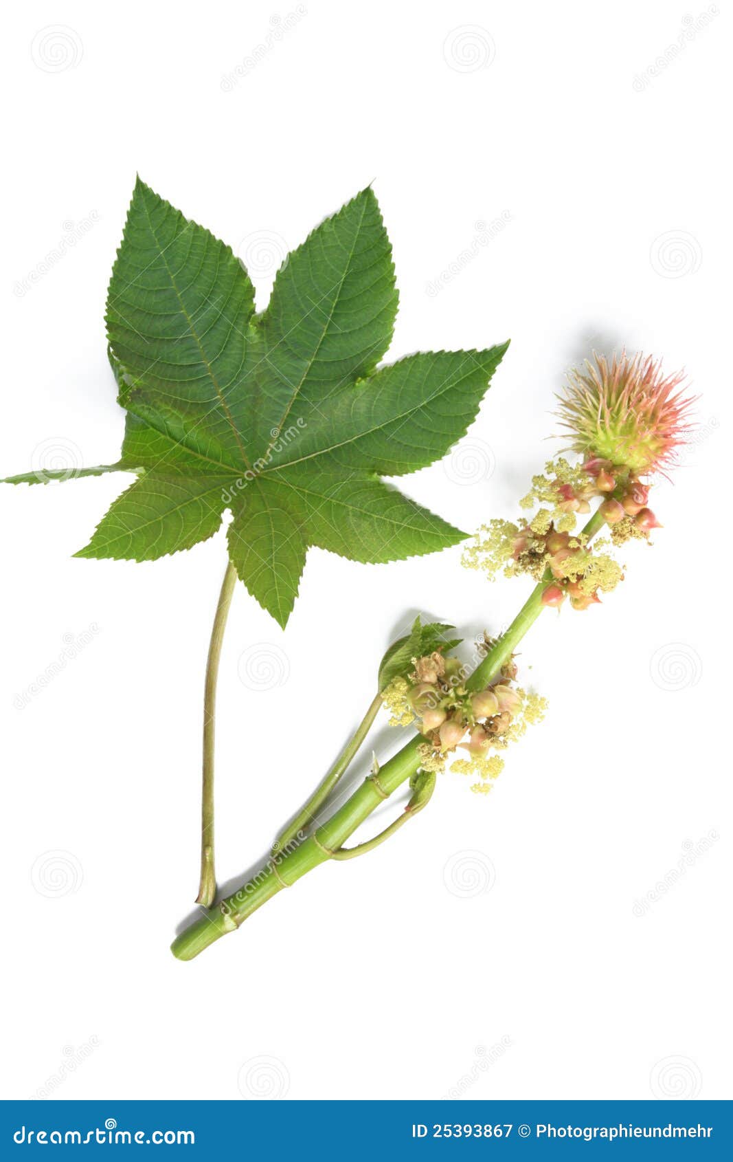Castor plant stock image. Image of flower, medicine, space - 25393867