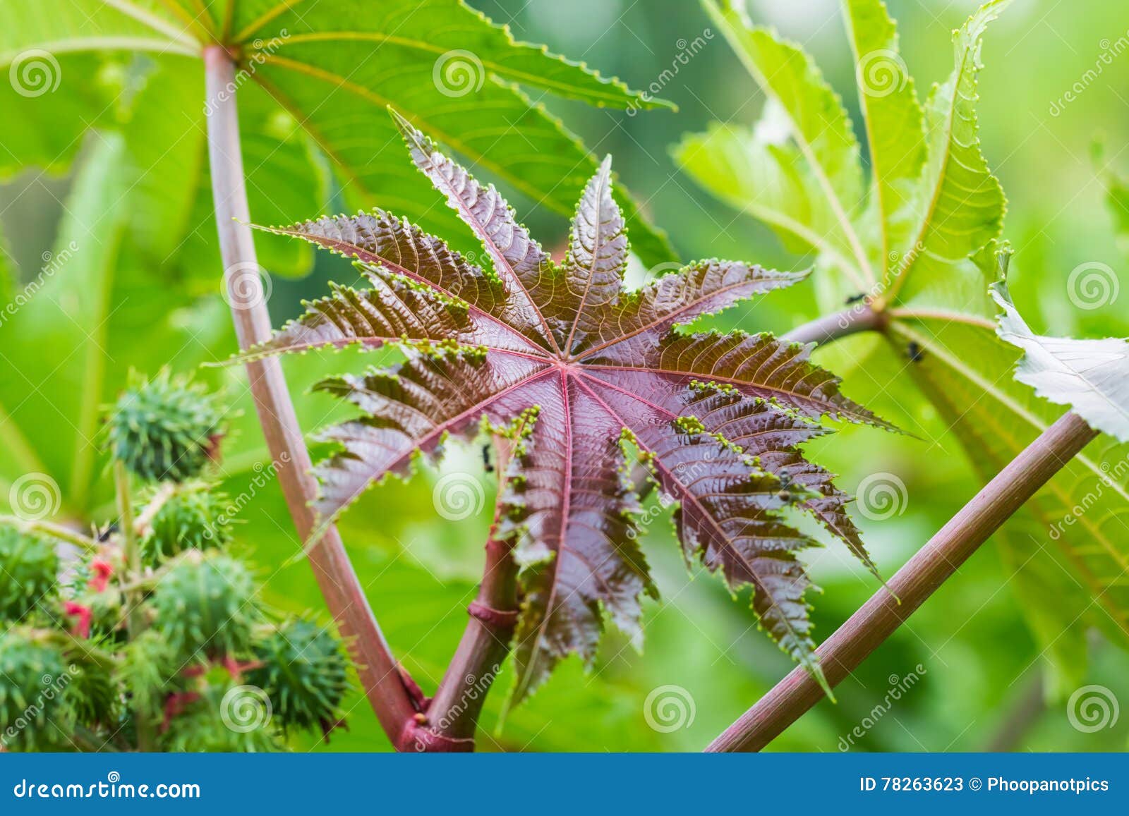 Castor plant stock image. Image of flower, castor, agriculture - 78263623