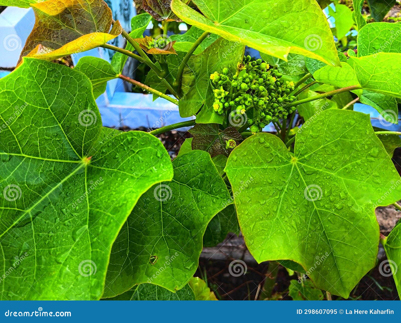 Castor Plant, Also Known As Ricinus Communis L., Belongs To The Plant ...