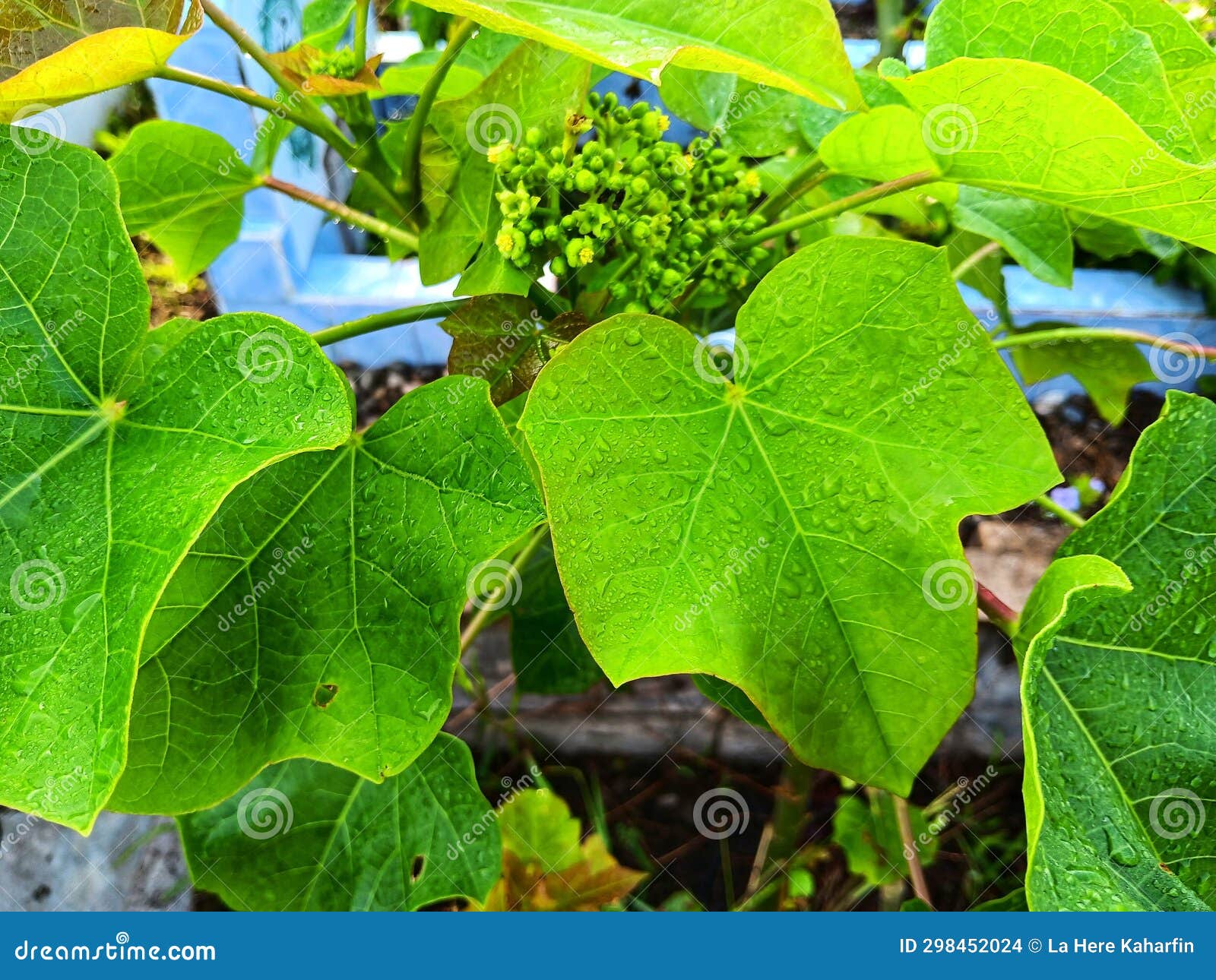 Castor Plant with Water in the Leaf Surface Stock Photo - Image of ...