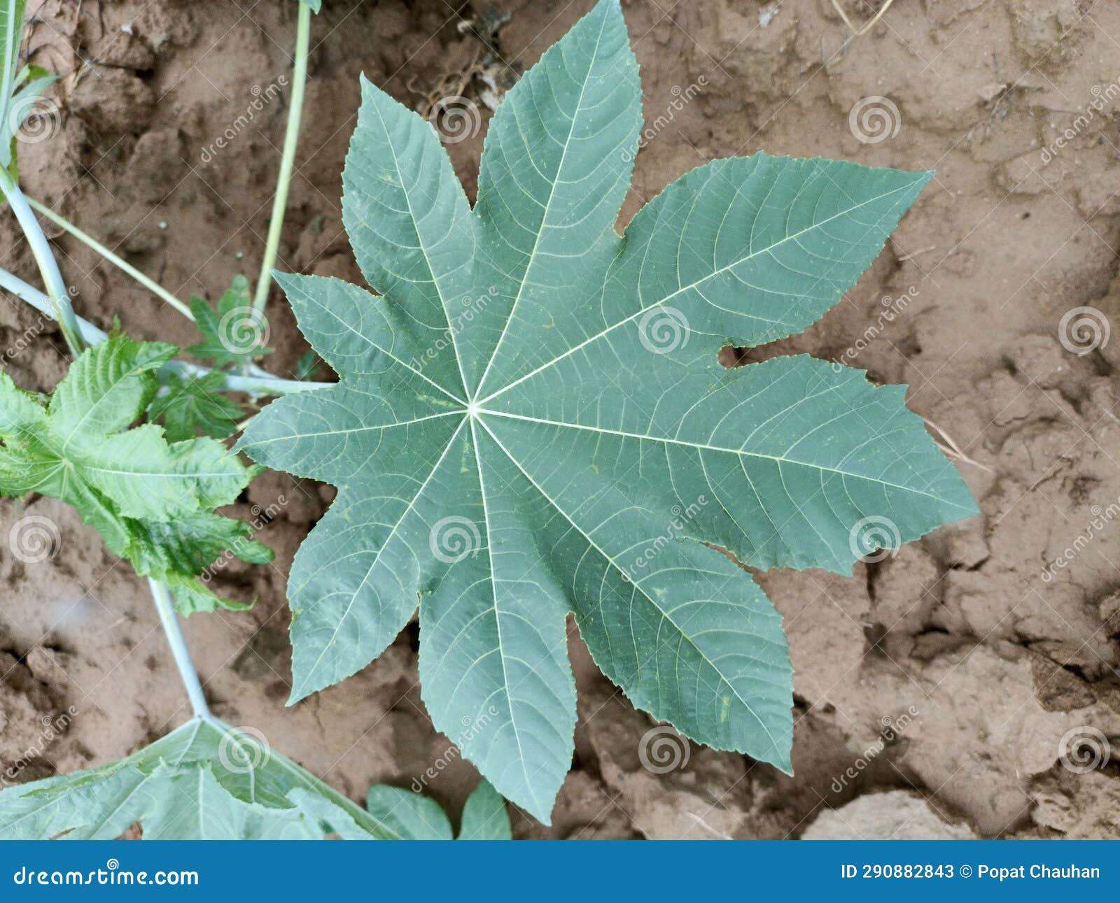 Castor Plants Leaves with Green Texture Stock Image - Image of texti ...