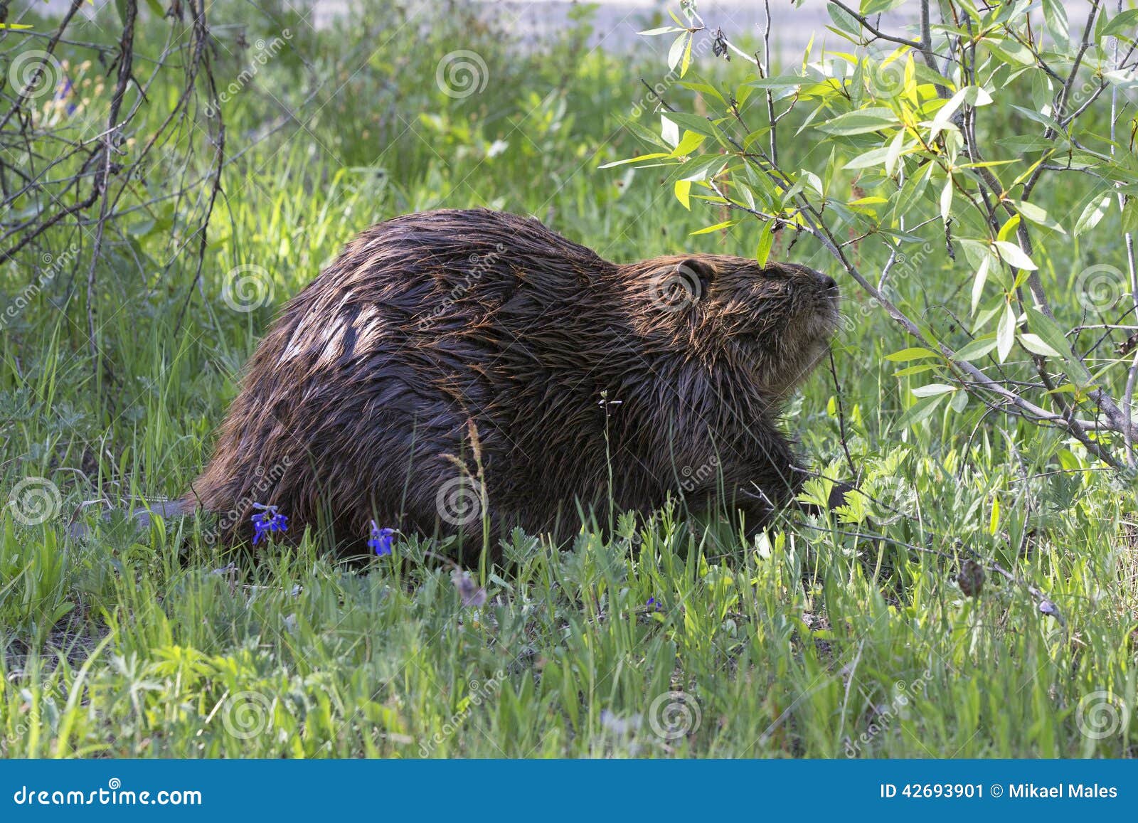 Castor Que Alimenta En Las Nuevas Ramitas Imagen de archivo - Imagen de ...