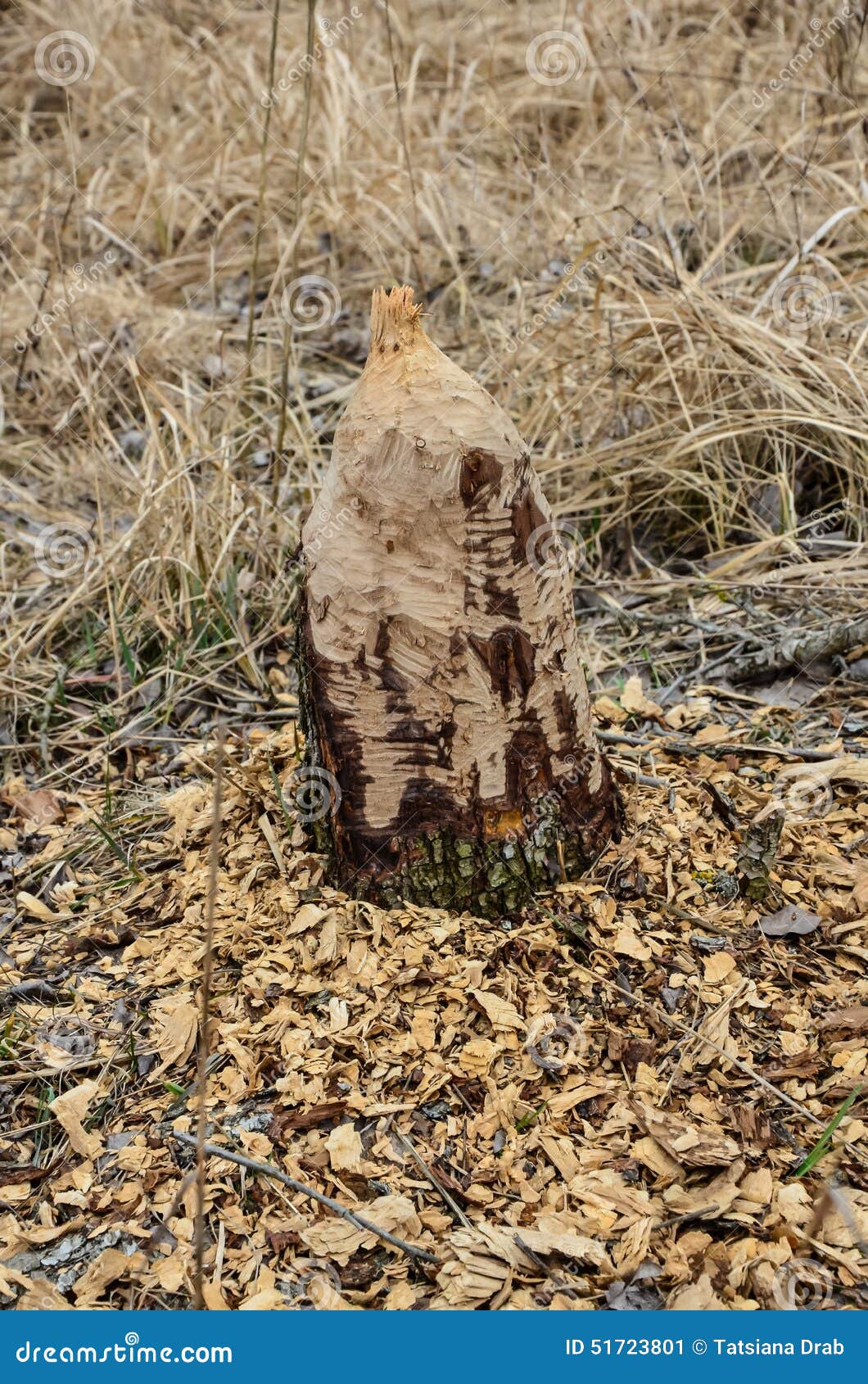 Castor que come el árbol imagen de archivo. Imagen de paisaje - 51723801