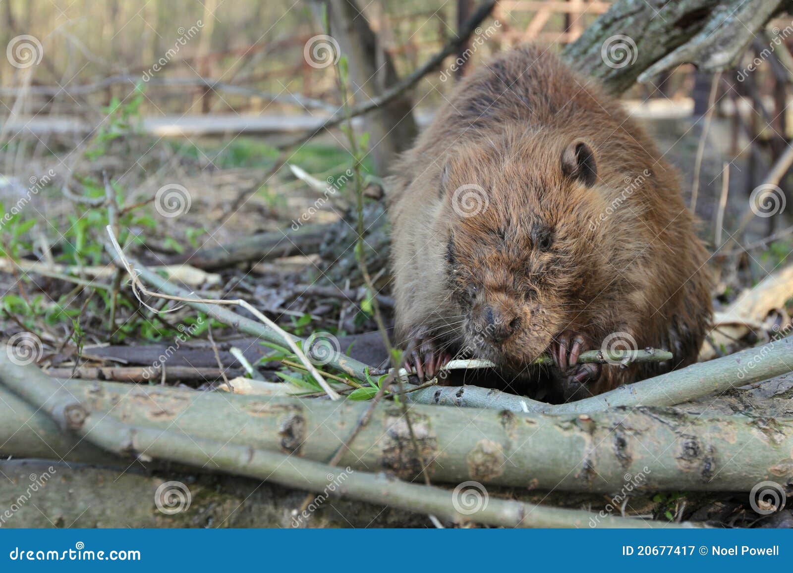 Castor Que Come La Corteza De árbol Imagen de archivo - Imagen de ...