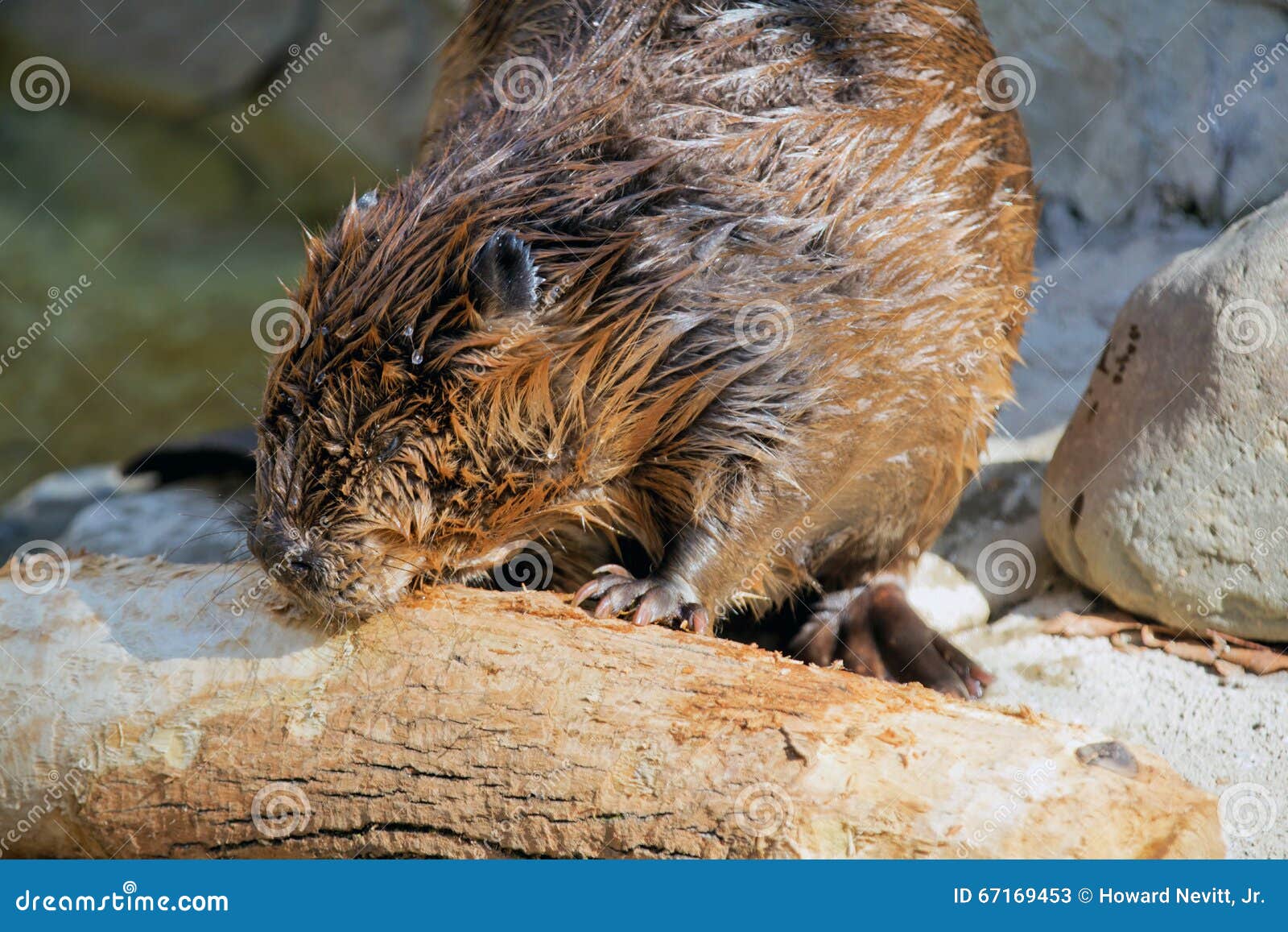 Castor Que Mastica En La Madera Imagen de archivo - Imagen de roedor ...