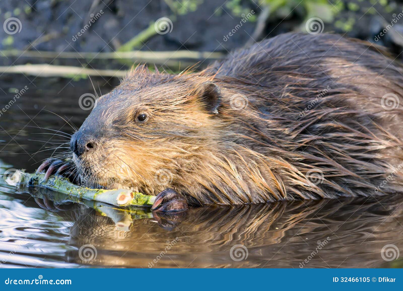 Castor Que Mastica En Una Rama En El Salvaje Imagen de archivo - Imagen ...
