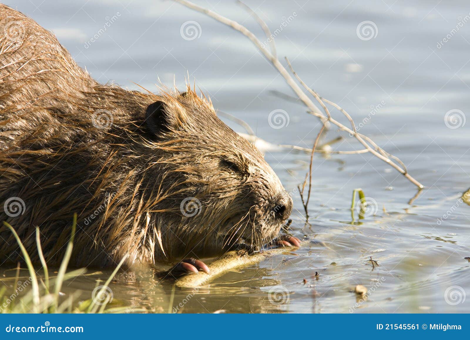 Castor Que Roe En La Madera Imagen de archivo - Imagen de roedura ...
