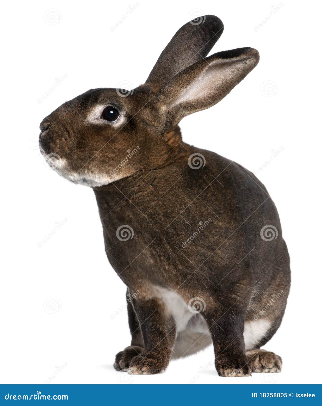 Castor Rex Rabbit Standing On Hind Legs Royalty-Free Stock Photo ...