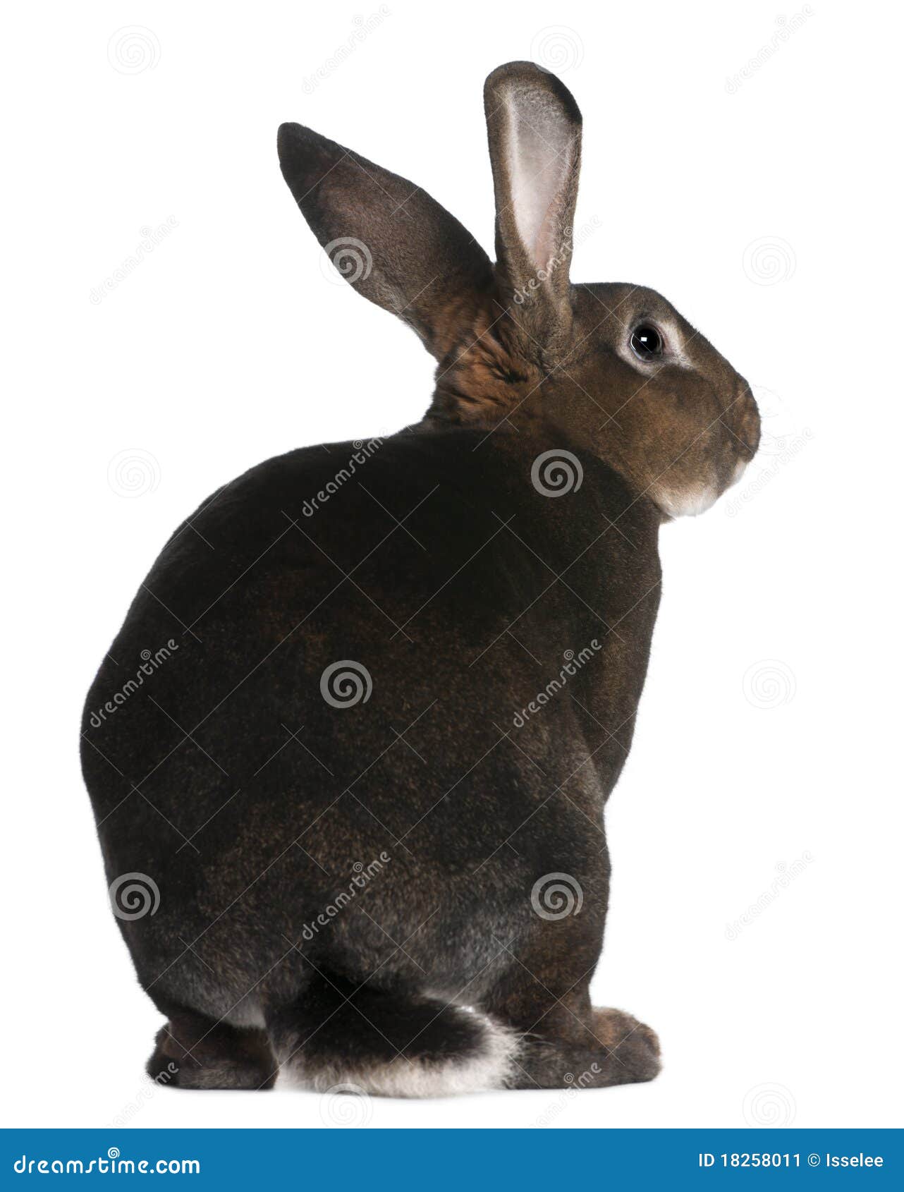 Castor Rex Rabbit Standing On Hind Legs Royalty-Free Stock Photo ...