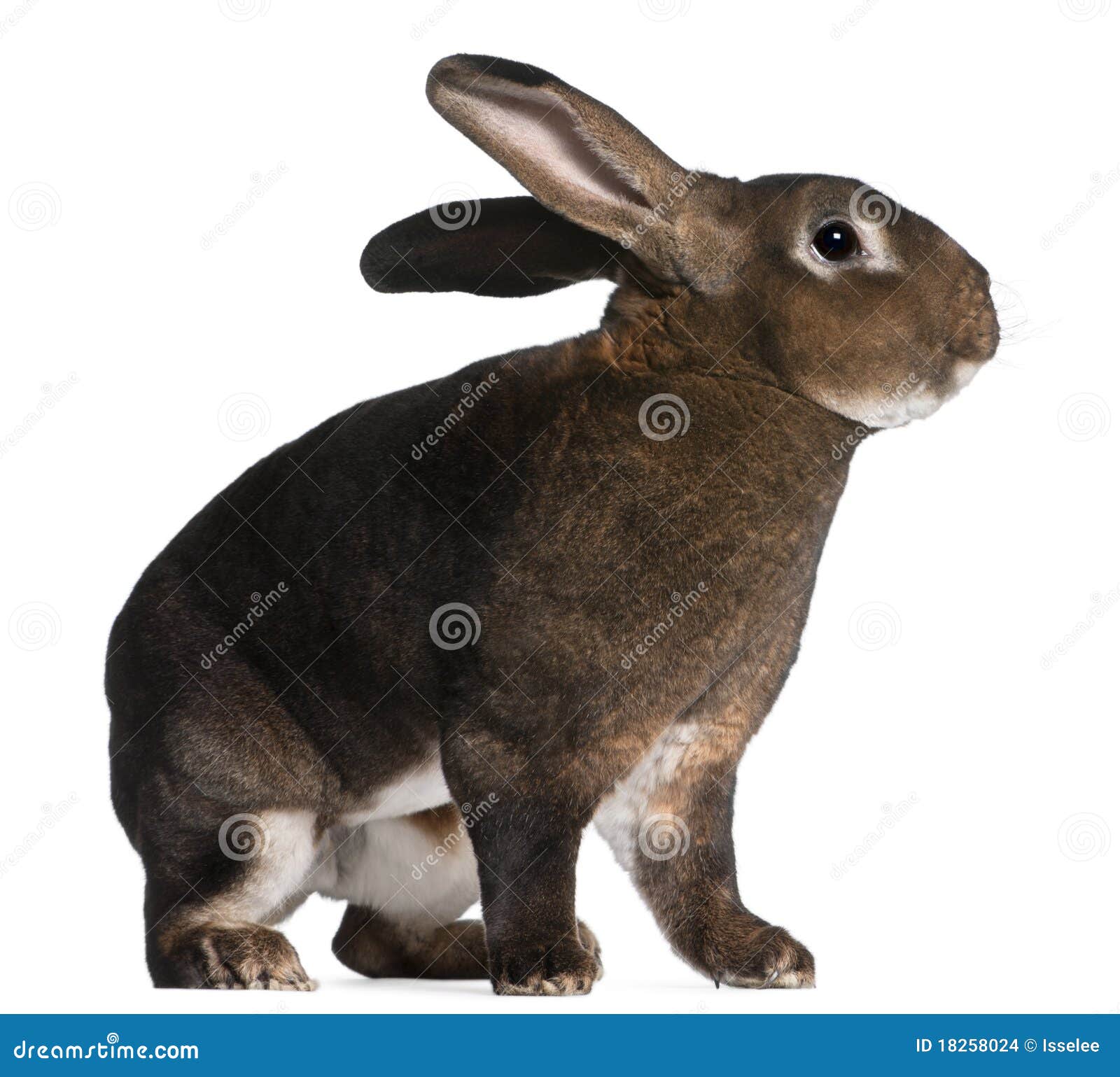 Castor Rex rabbit stock photo. Image of domestic, profile - 18258024