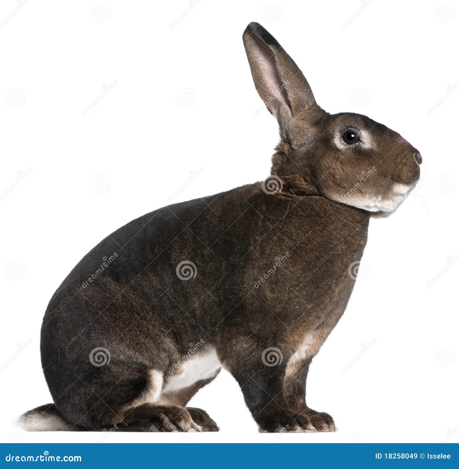 Castor Rex Rabbit