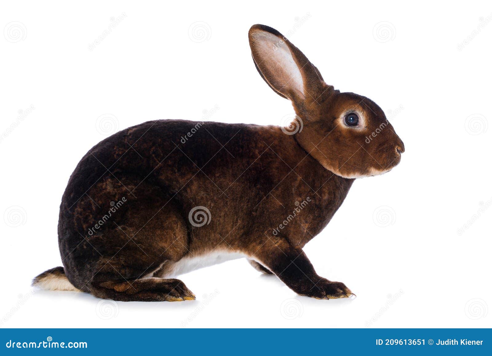 Castor Rex Rabbit Standing On Hind Legs Royalty-Free Stock Photo ...
