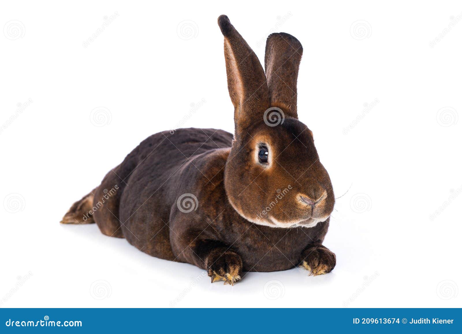 Castor Rex Rabbit