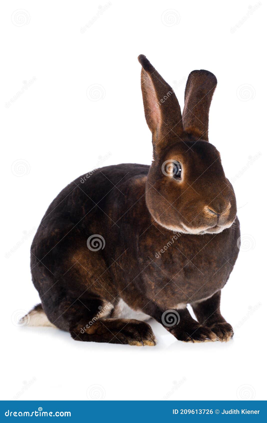 Castor Rex Rabbit
