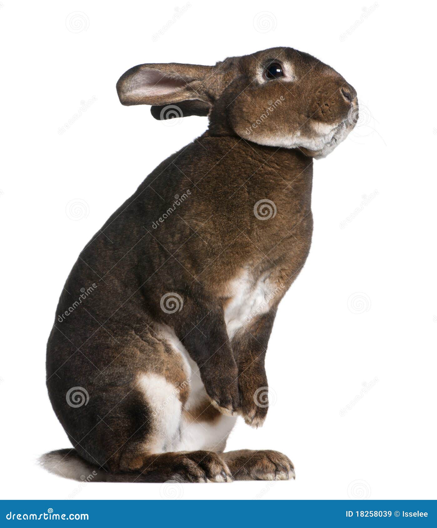 Castor Rex Rabbit Standing on Hind Legs Stock Image - Image of cute ...