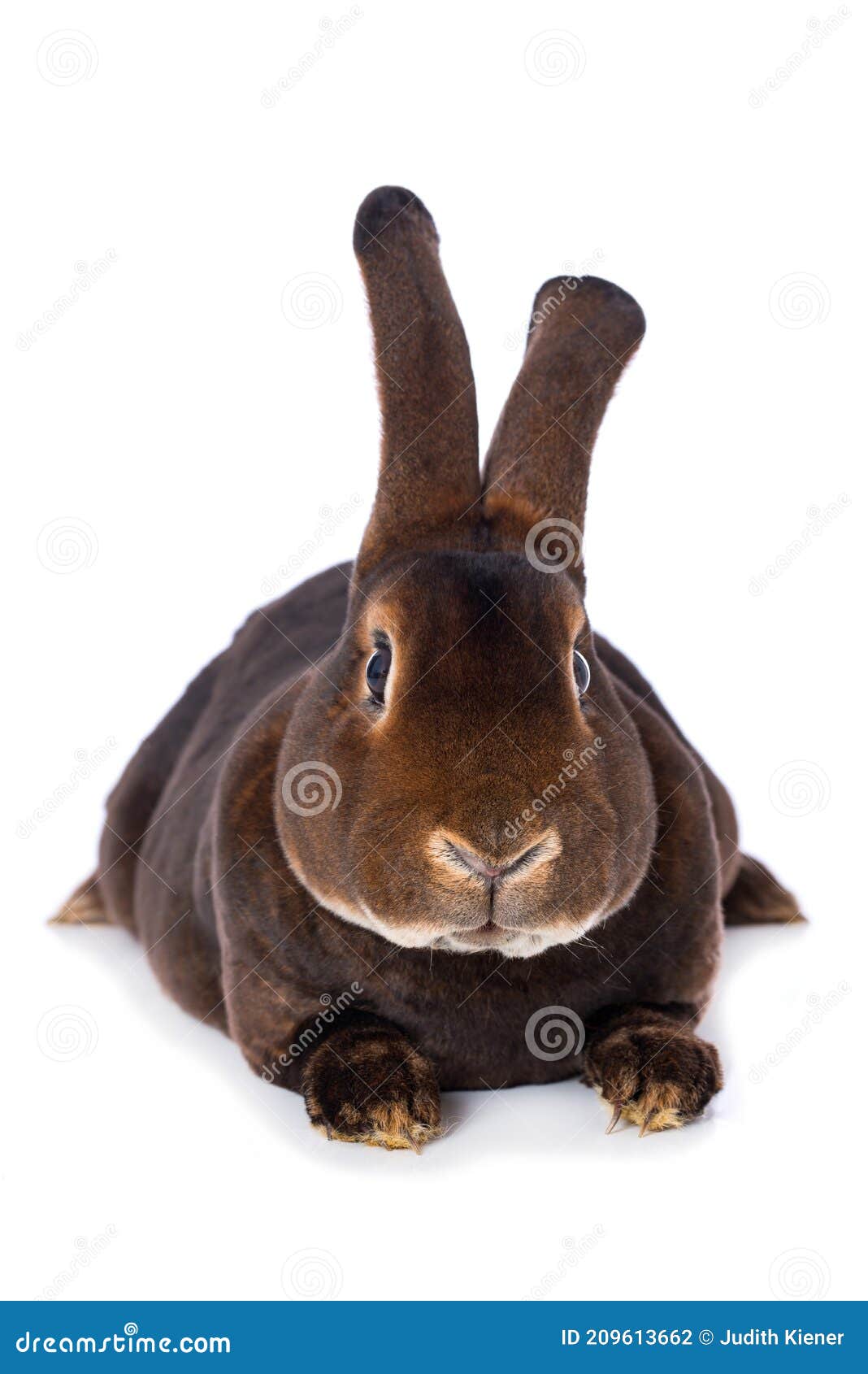 Castor Rex Rabbit