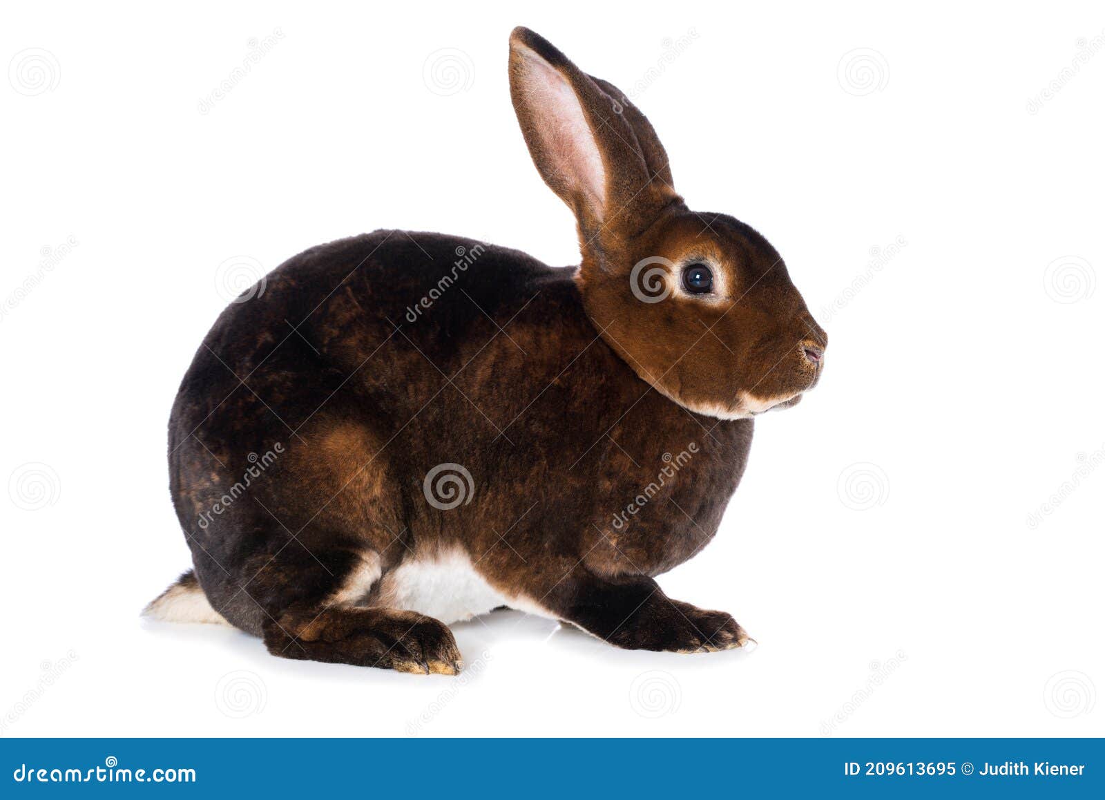 Castor Rex Rabbit Standing On Hind Legs Royalty-Free Stock Photo ...