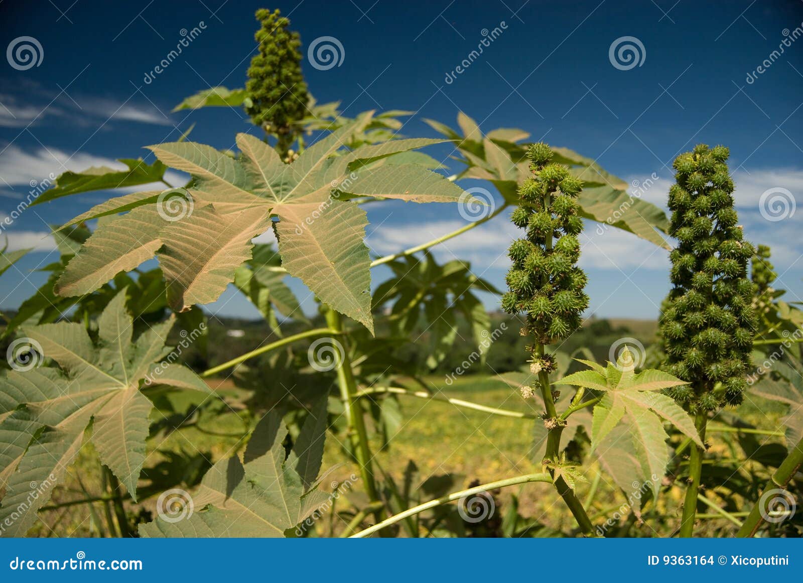 Castor Seed stock photo. Image of natural, foliage, leaves - 9363164