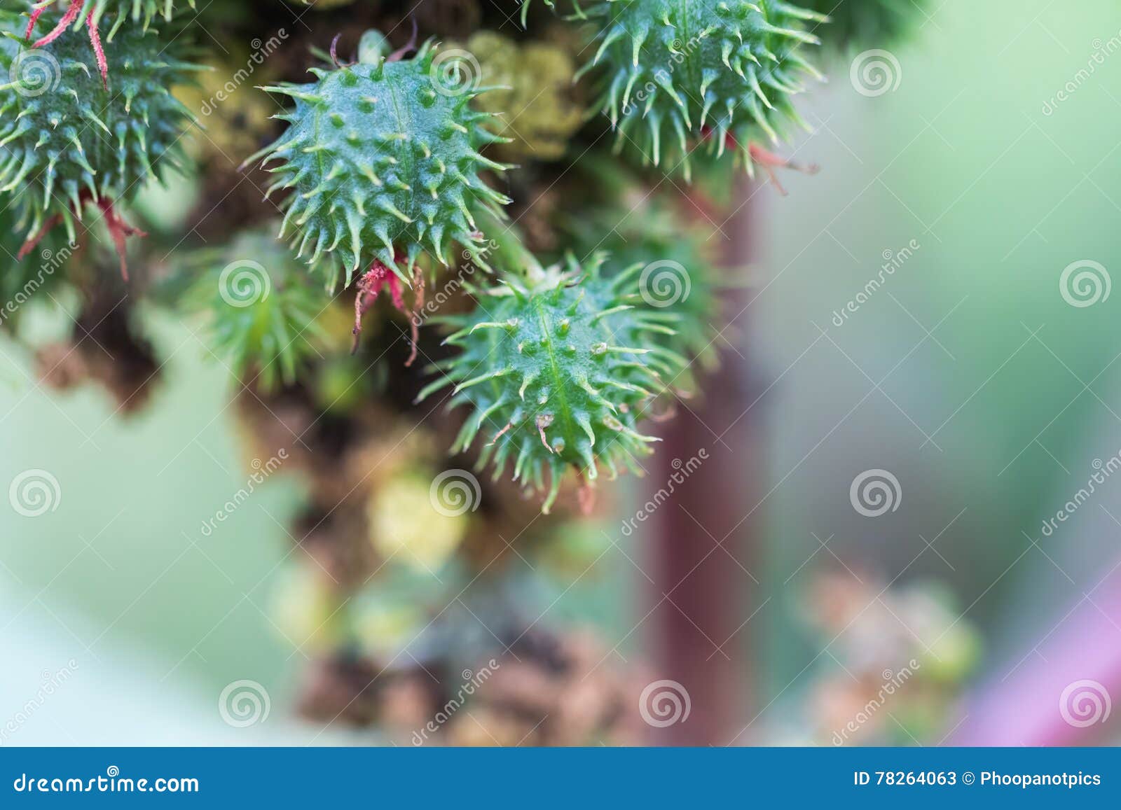 Castor seed stock image. Image of environmental, farmland - 78264063