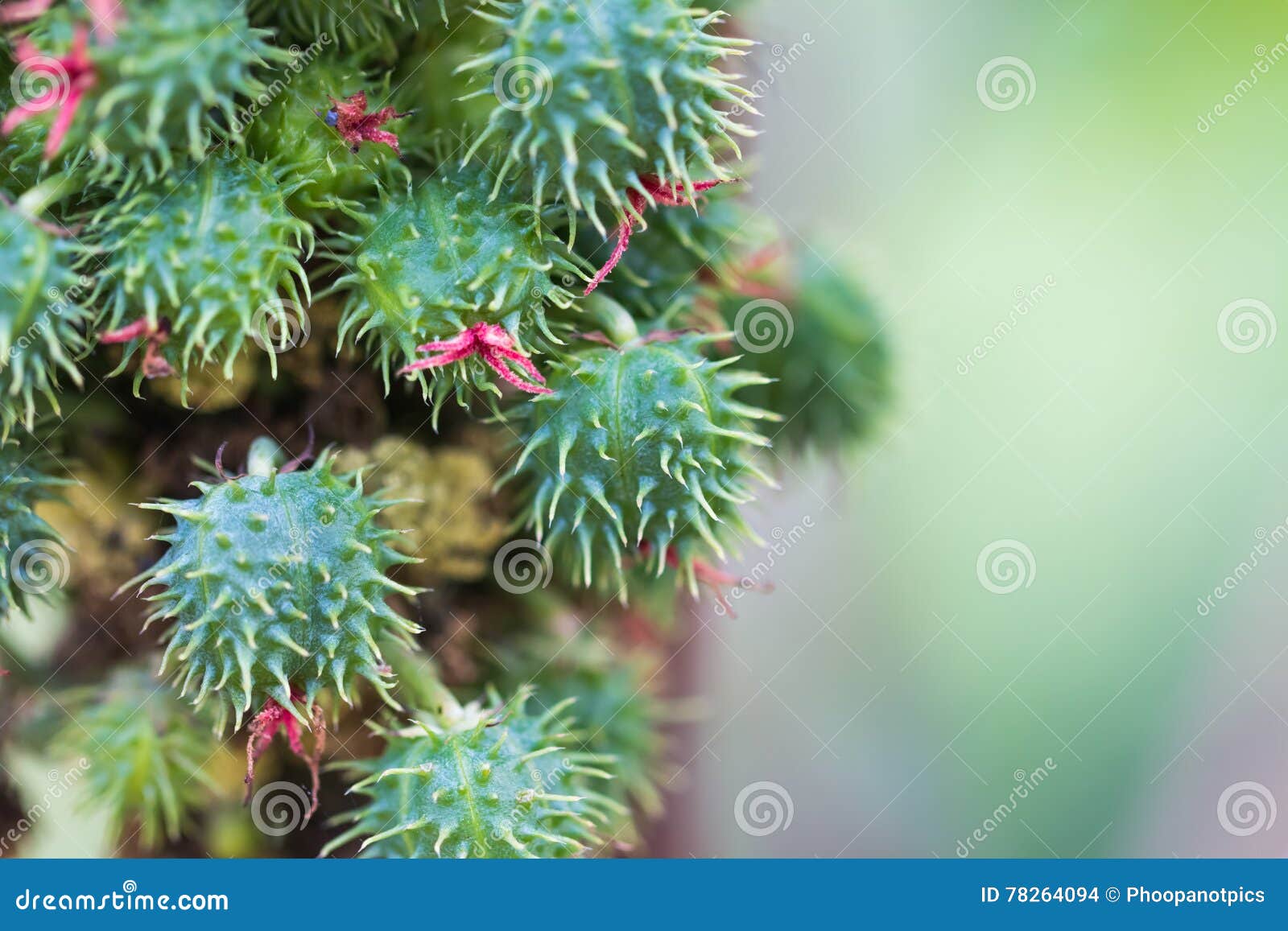 Castor seed stock photo. Image of cloud, leaf, bush, horizontal - 78264094