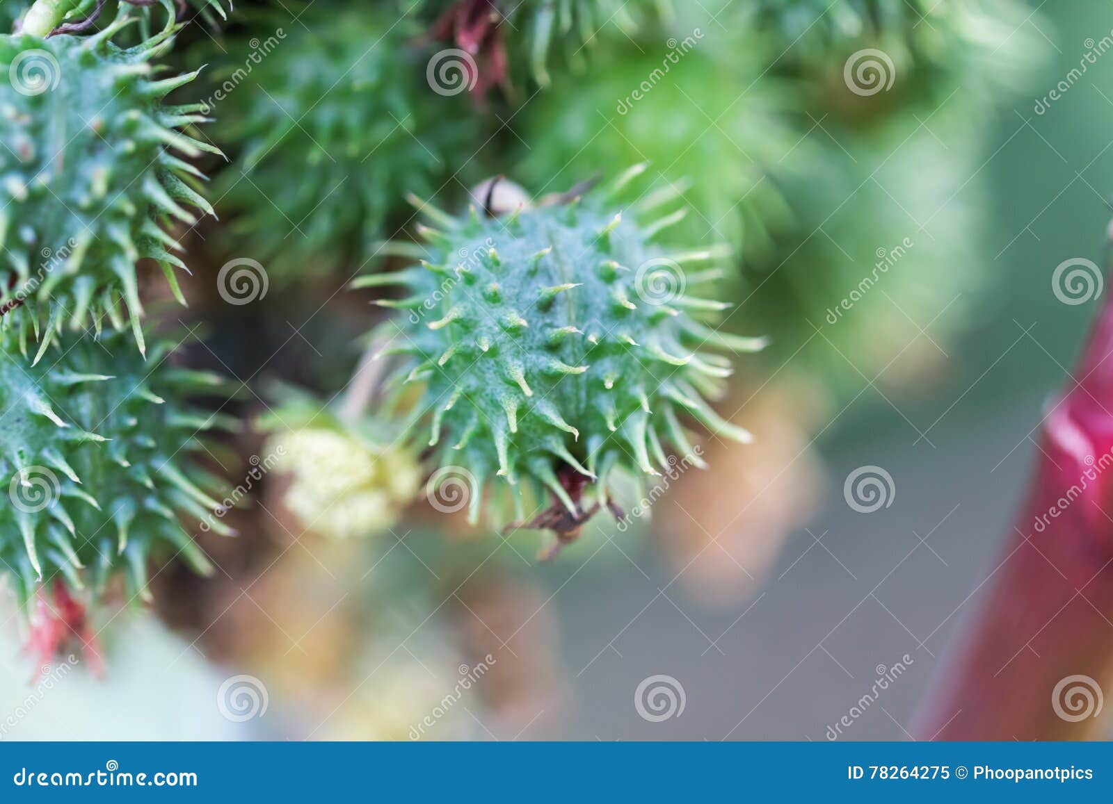 Castor seed stock image. Image of green, castor, farmland - 78264275