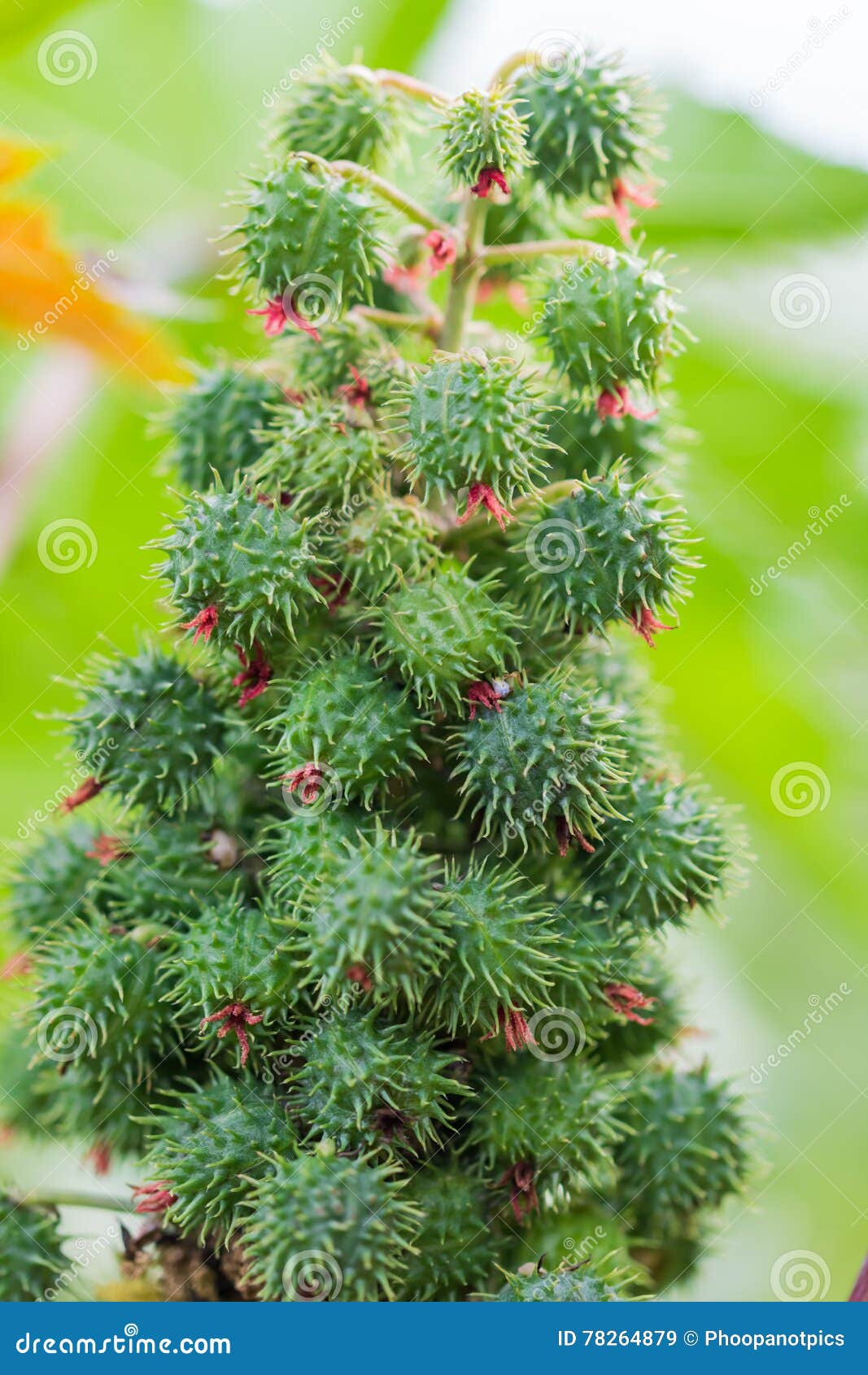 Castor seed stock image. Image of agriculture, flower - 78264879