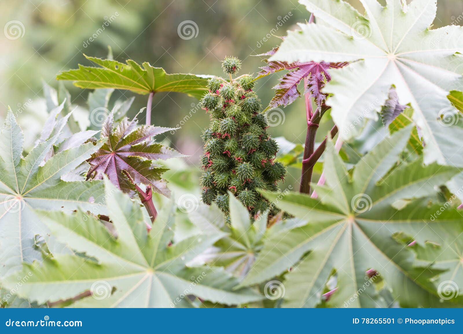 Castor seed stock image. Image of agriculture, flower - 78265501