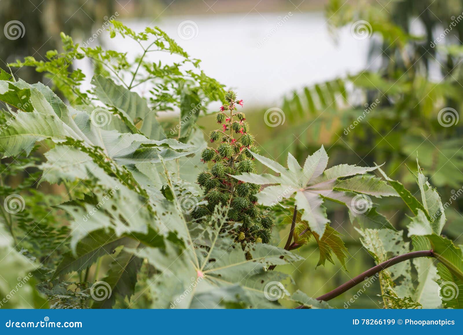 Castor seed stock image. Image of cloud, environmental - 78266199