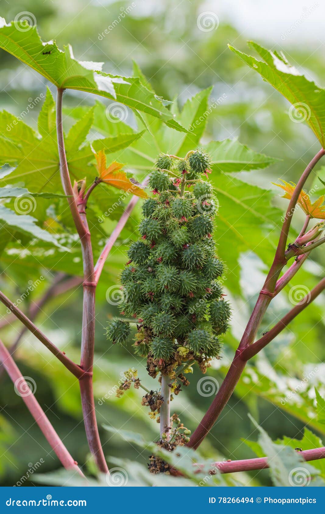 Castor seed stock photo. Image of bean, countryside, grain - 78266494