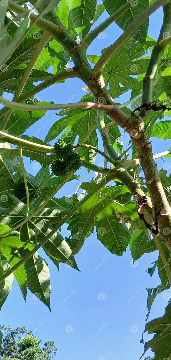 Castor Seed Tree from Where we Get Castor Oil. Stock Photo - Image of ...