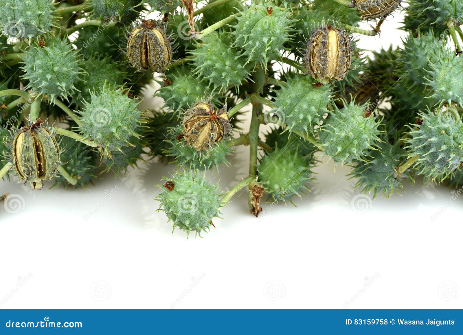 Castor seeds. stock photo. Image of food, biology, green - 83159758