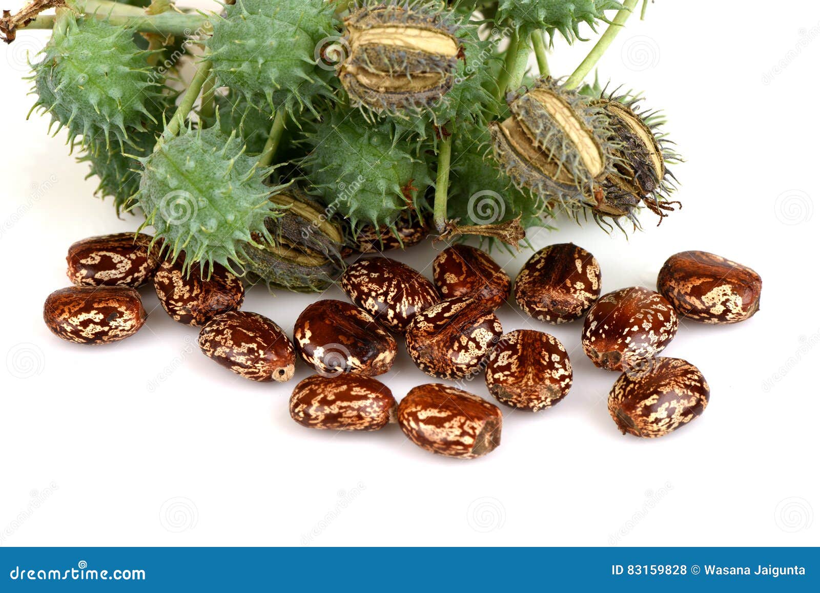 Castor seeds. stock photo. Image of cultivation, diesel - 83159828