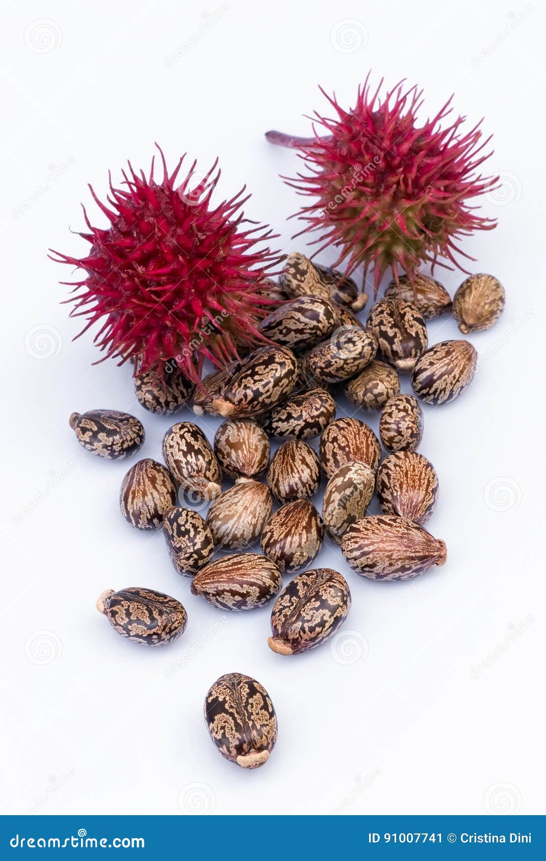 Ricinus Communis Or Castor Fruits,seeds And Oil Isolated On White ...