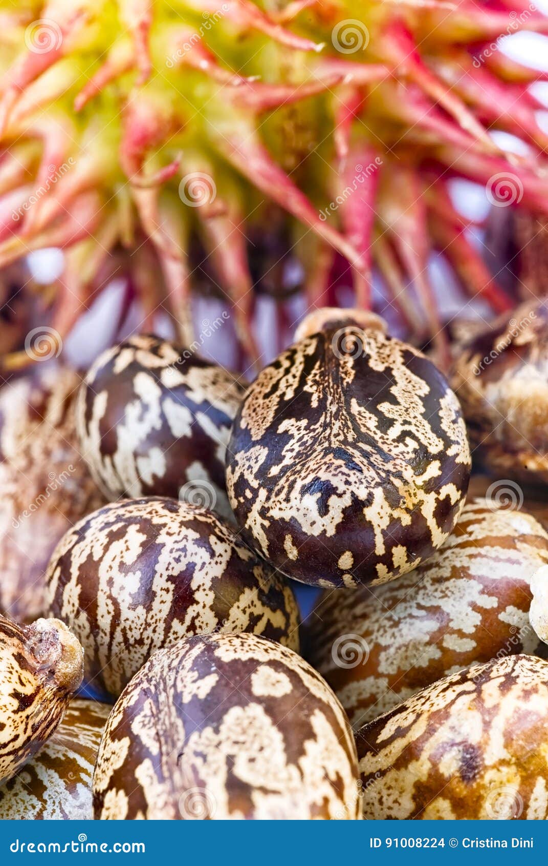 Castor Seeds Ricinus Communis Stock Photo - Image of table, poison ...