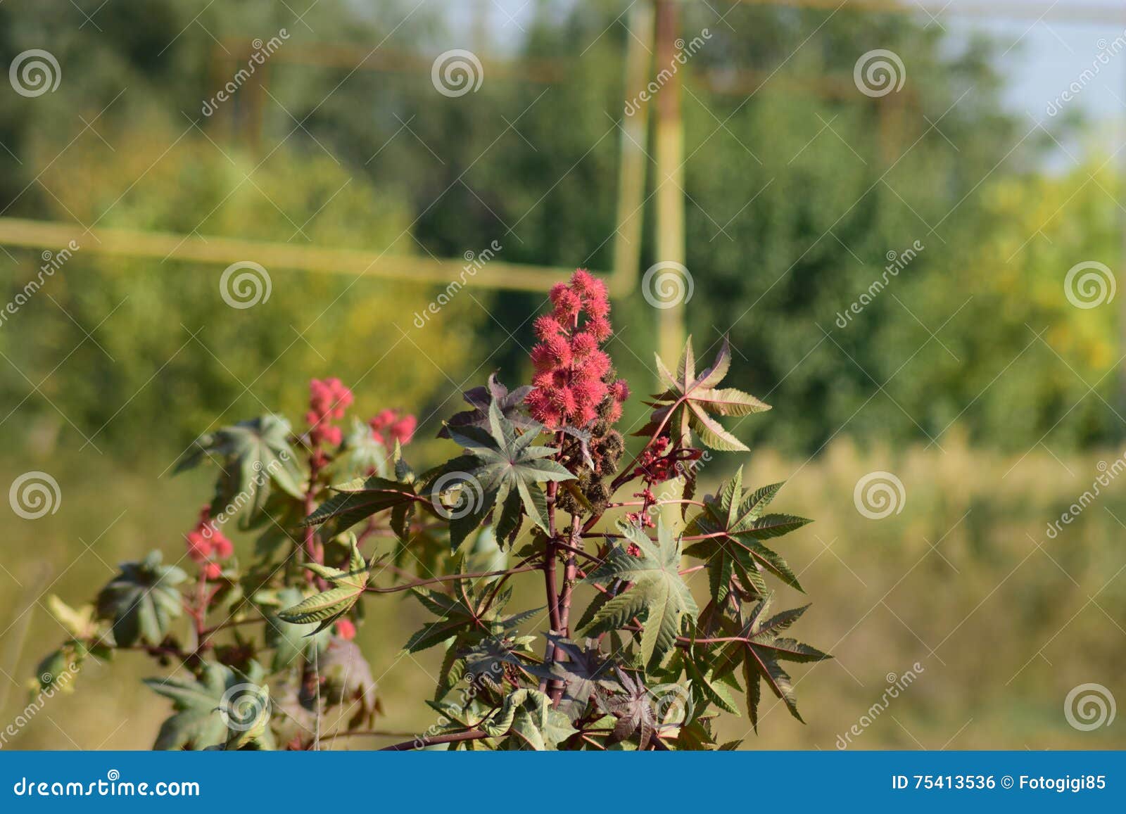 Castor seeds on the stem stock photo. Image of natural - 75413536