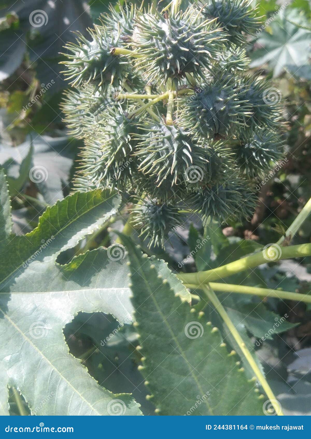 Castor Seeds Unripe Pods and Leaves Stock Photo - Image of pods, castor ...