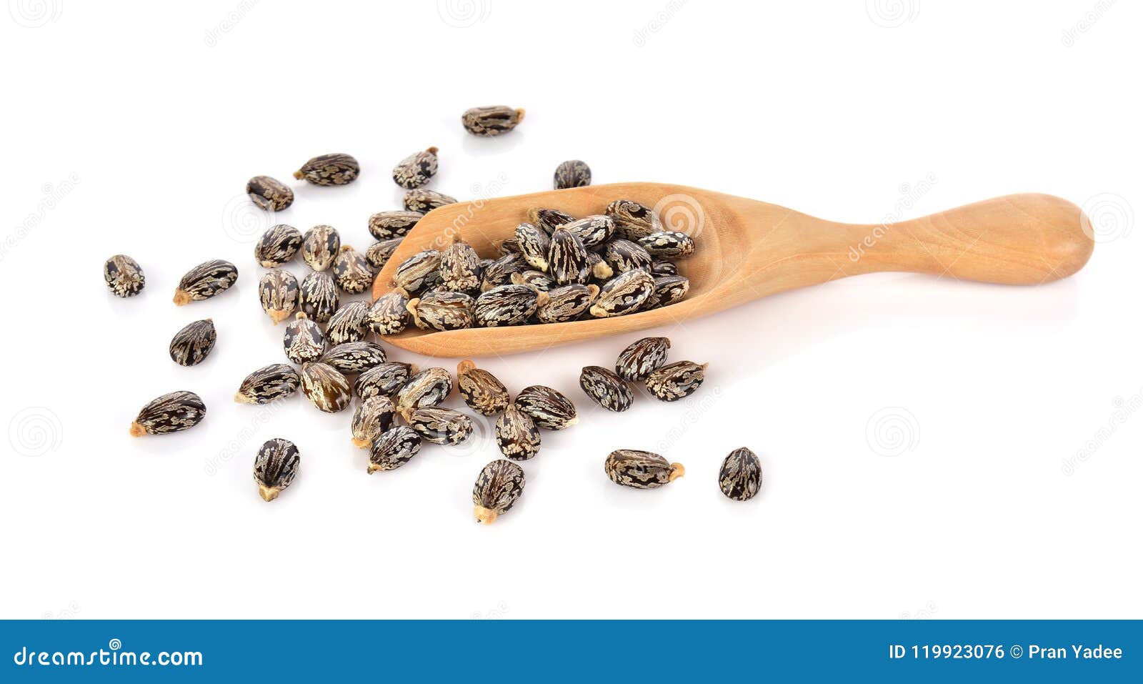 Castor on white background stock photo. Image of farming - 119923076