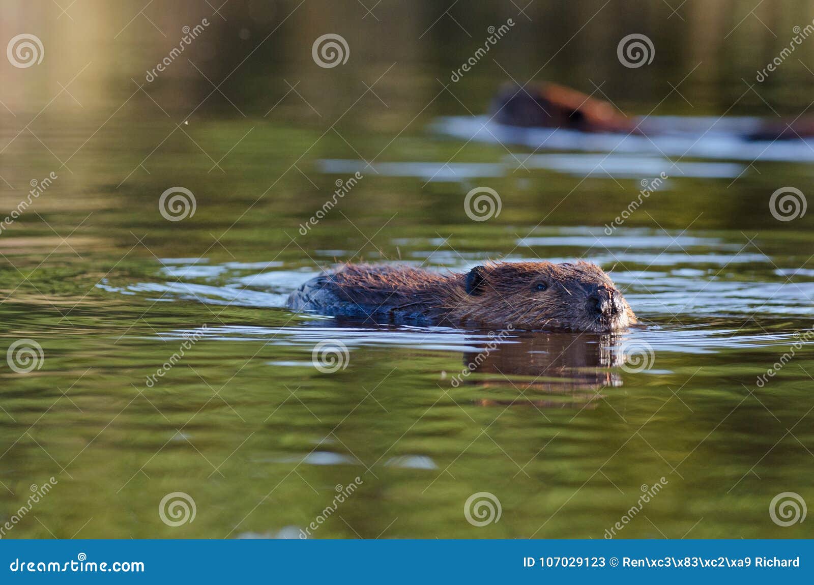 Castores Americanos Que Nadan Imagen de archivo - Imagen de fauna ...