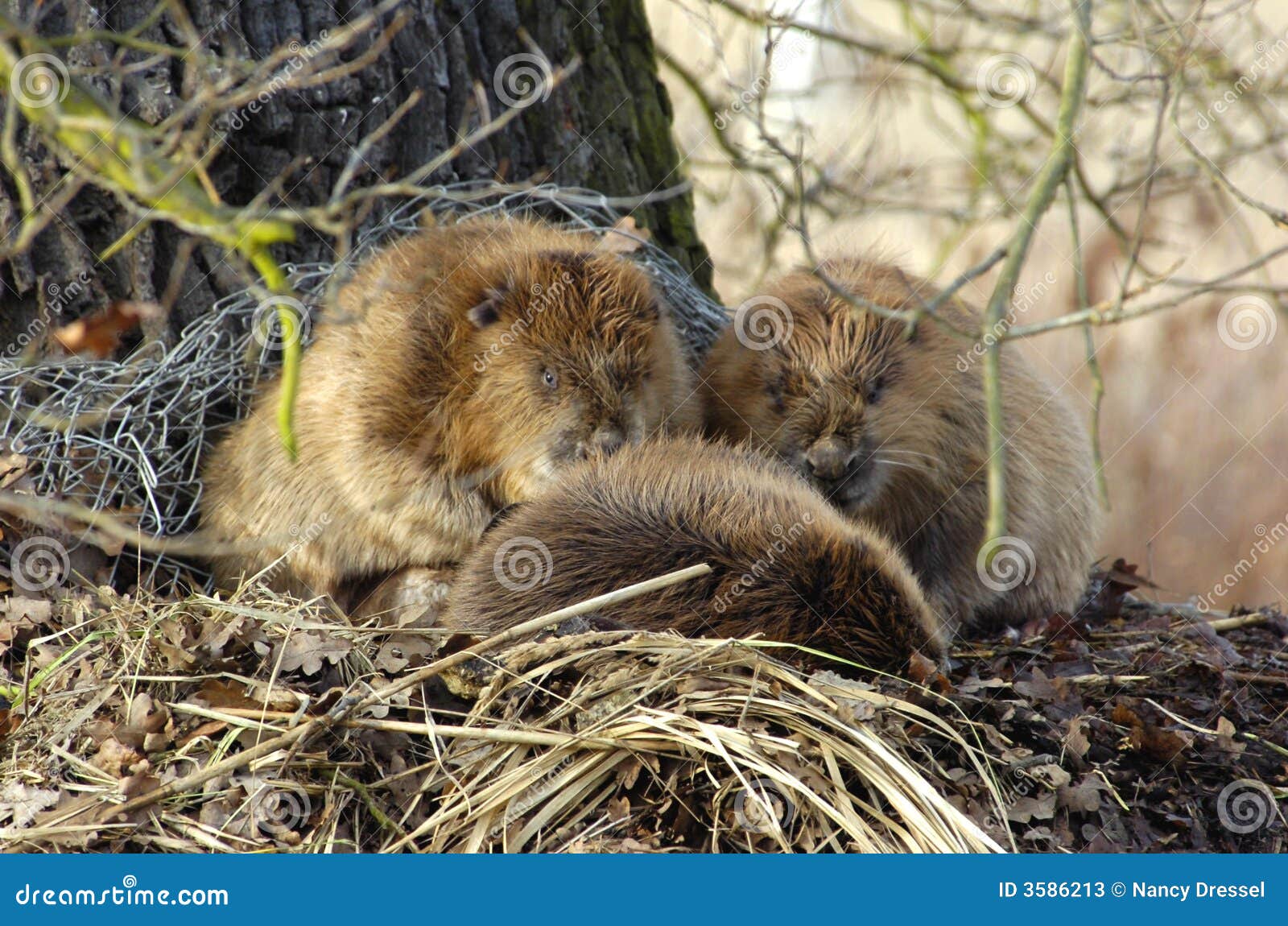 Castori immagine stock. Immagine di pelle, canada, coda - 3586213