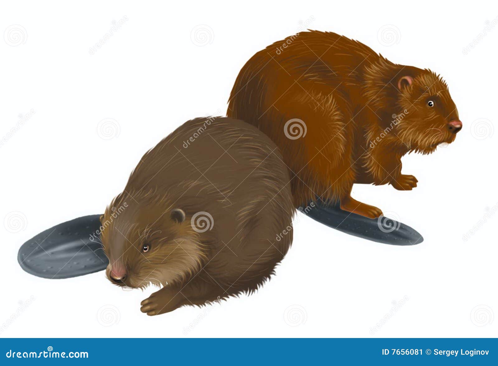 Castori illustrazione di stock. Illustrazione di costruttore - 7656081