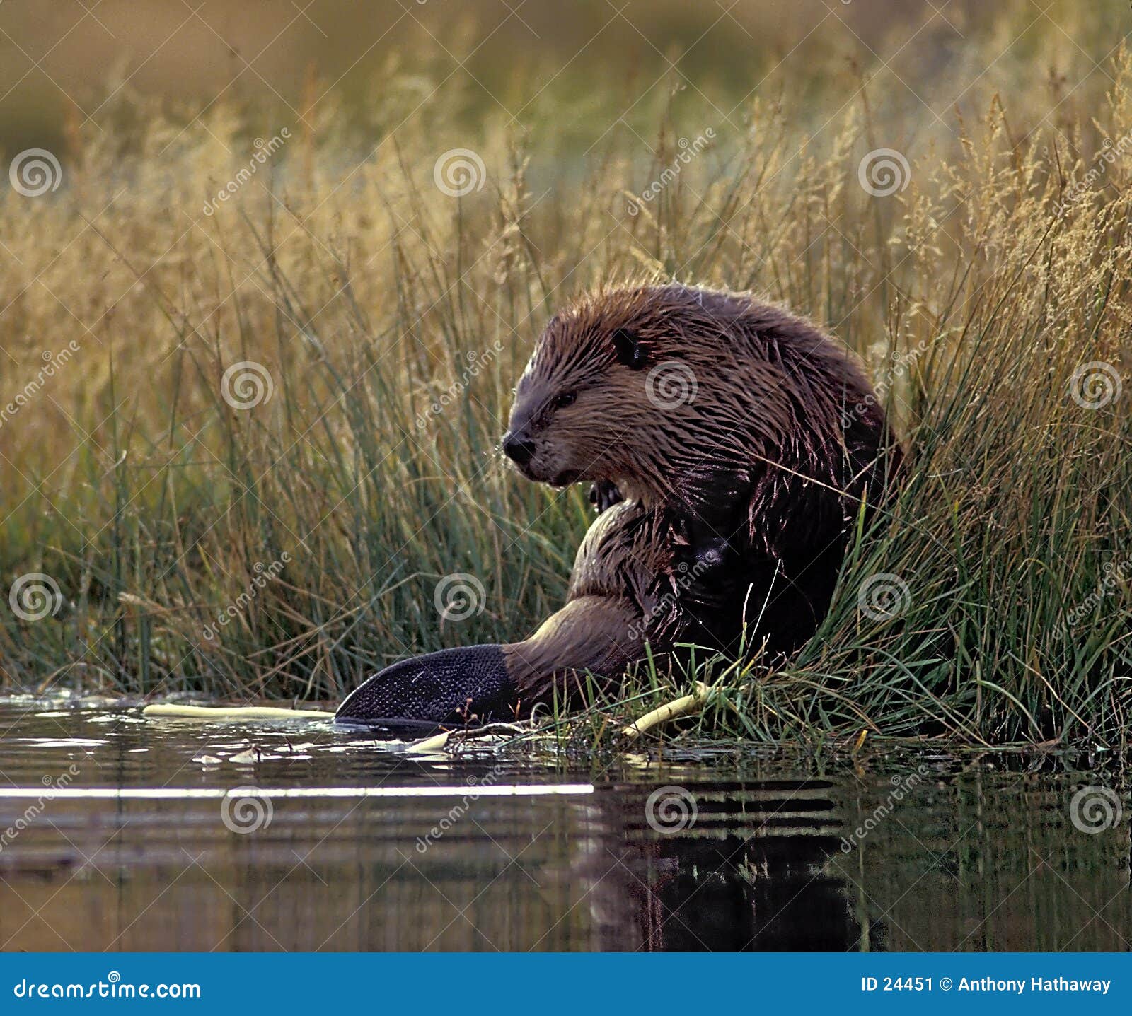 Castoro immagine stock. Immagine di caduta, animale, mammifero - 24451