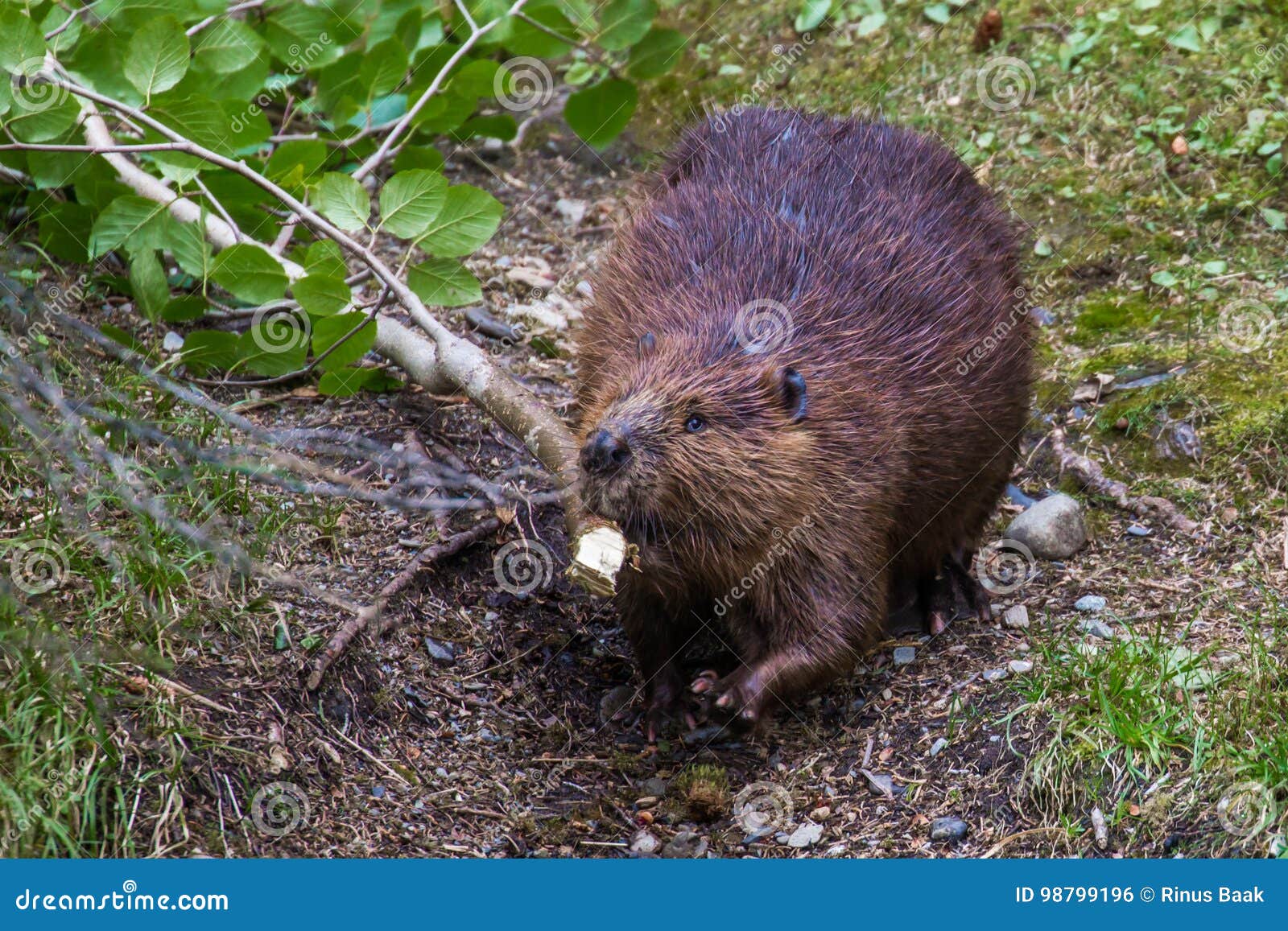 Castoro adulto fotografia stock. Immagine di pattino - 98799196