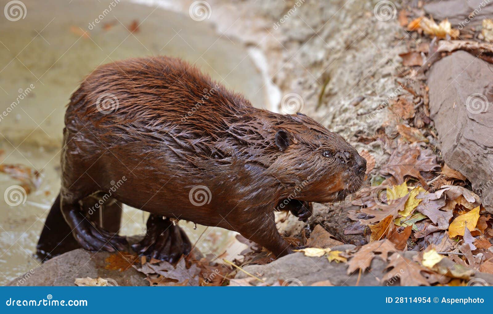 Castoro americano fotografia stock. Immagine di aperto - 28114954