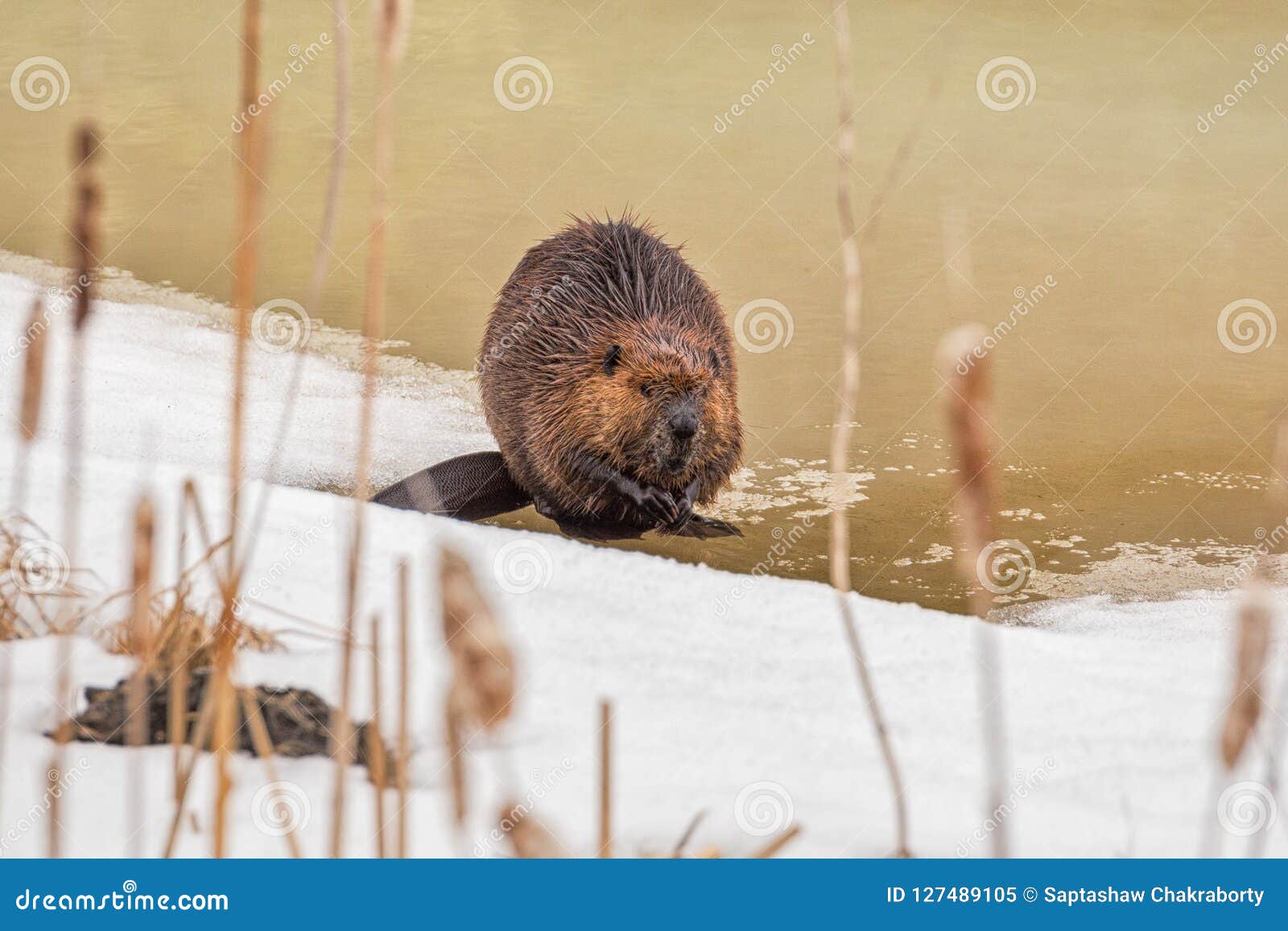 Castoro Americano Su Uno Stagno Congelato Immagine Stock - Immagine di ...